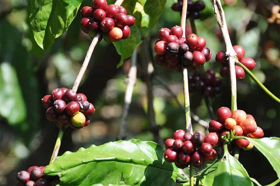 Know your Coffee and the Variety of Flavors | Nestle Dolce Gusto